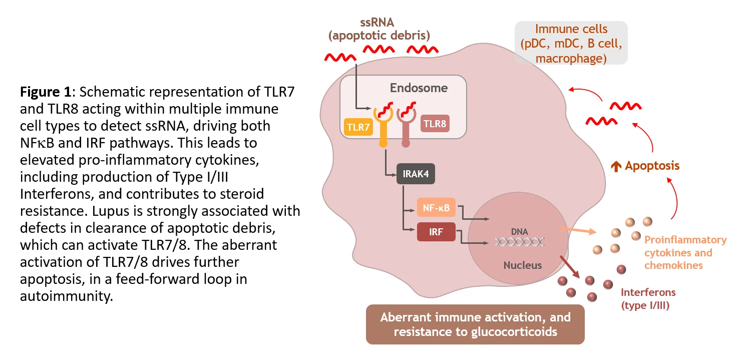 Discovery of afimetoran, a small molecule dual antagonist of the toll-like receptors 7 and 8 ...