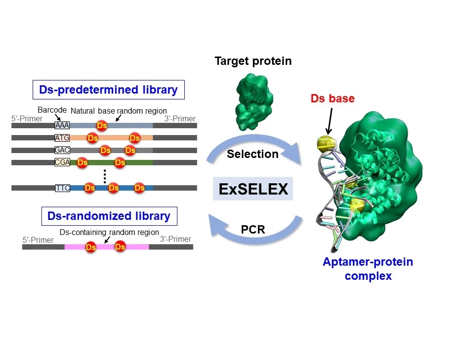 High-affinity DNA aptamer generation using genetic alphabet expansion ...
