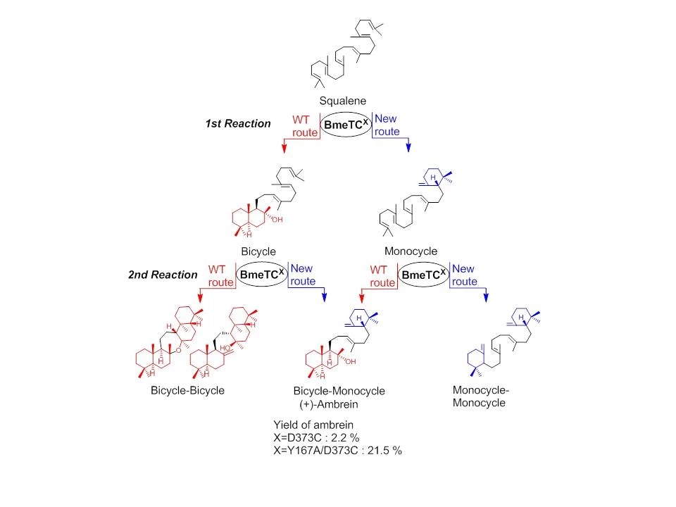 Construction of an artificial system for ambrein biosynthesis and ...